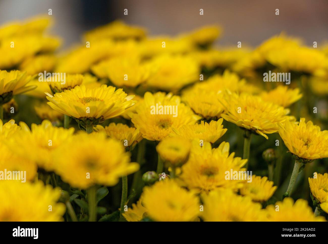 Yellow daisies hi-res stock photography and images - Alamy