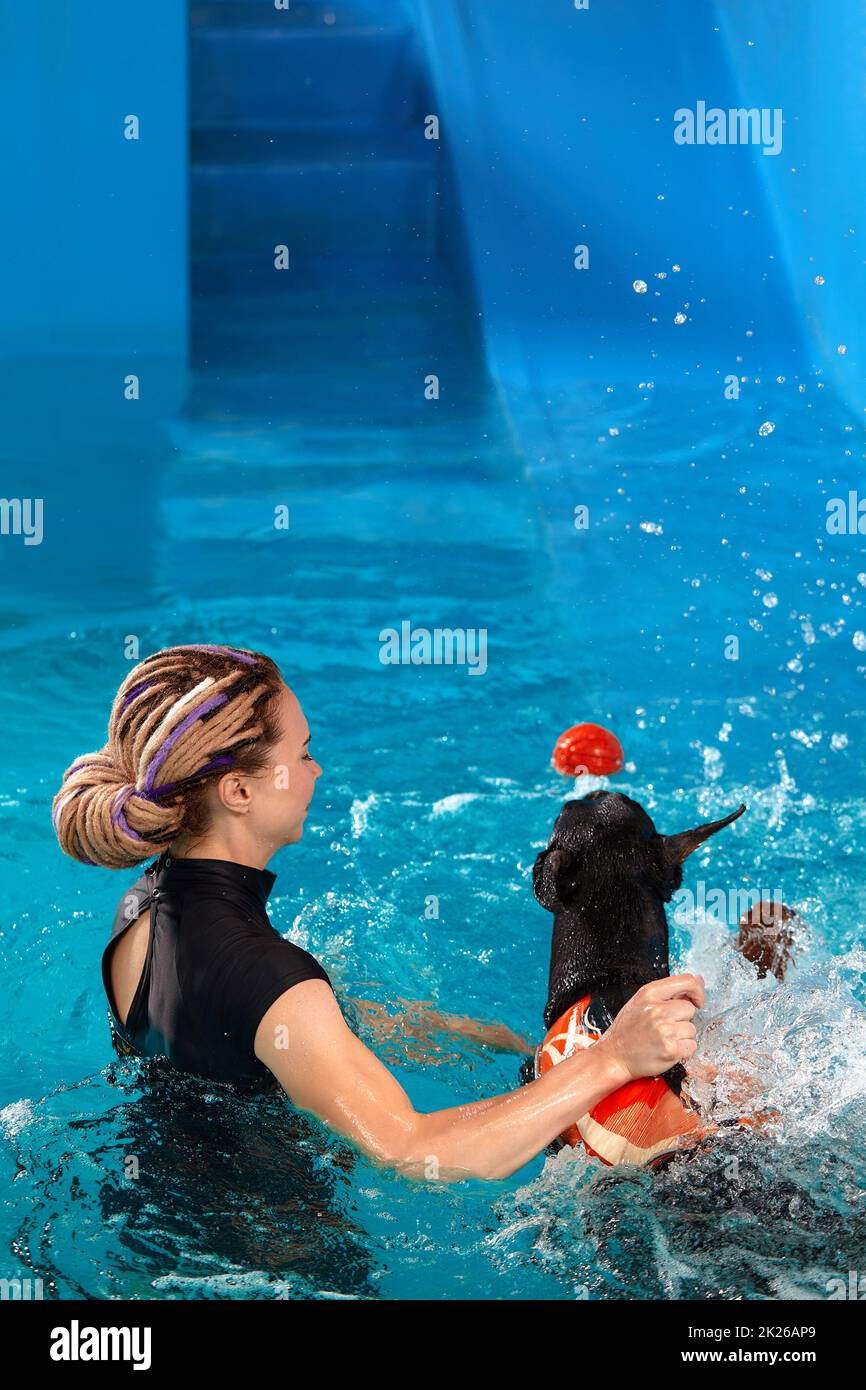 Dog in life jacket swim in the swimming pool with coach. Pet rehabilitation. Recovery training ...