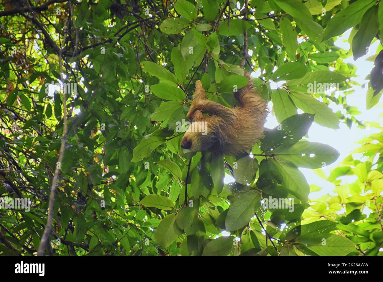 Sloth in the branches of a tree in the Parque Nacional Manuel Antonio ...