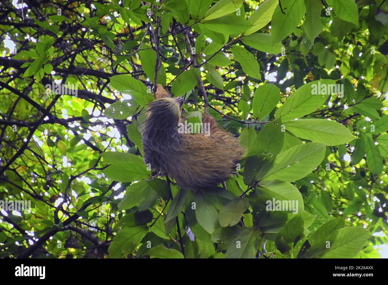 Sloth in the branches of a tree in the Parque Nacional Manuel Antonio ...