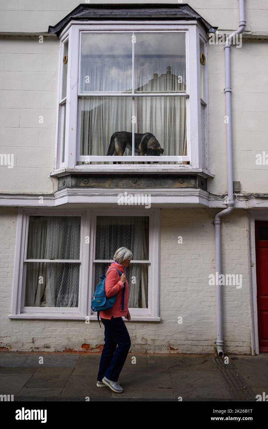 Salisbury, Wiltshire, UK, 22nd September 2022. A dog watches a passer ...