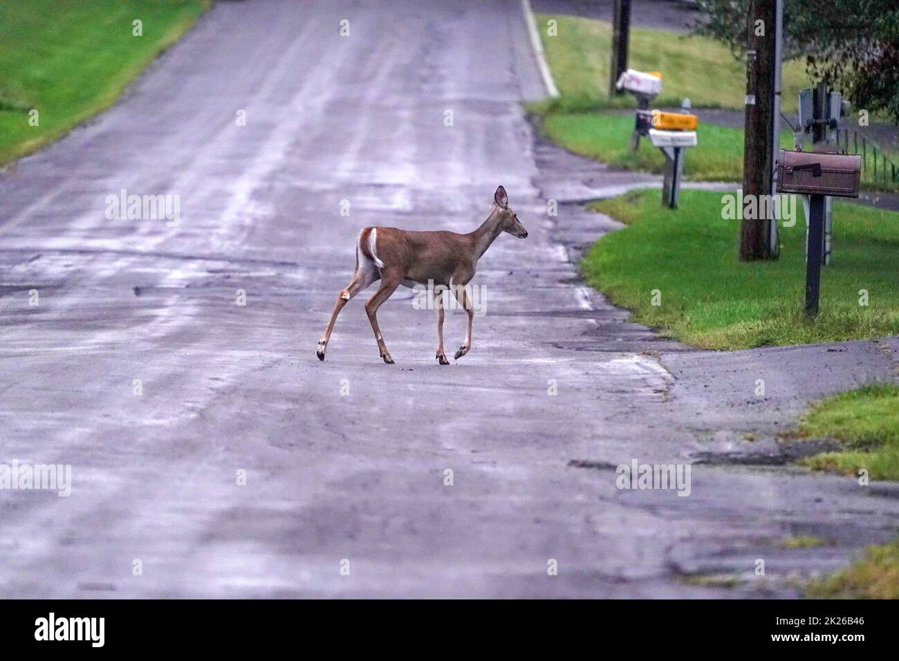 white tail deer crossing the road near the houses in new york state ...