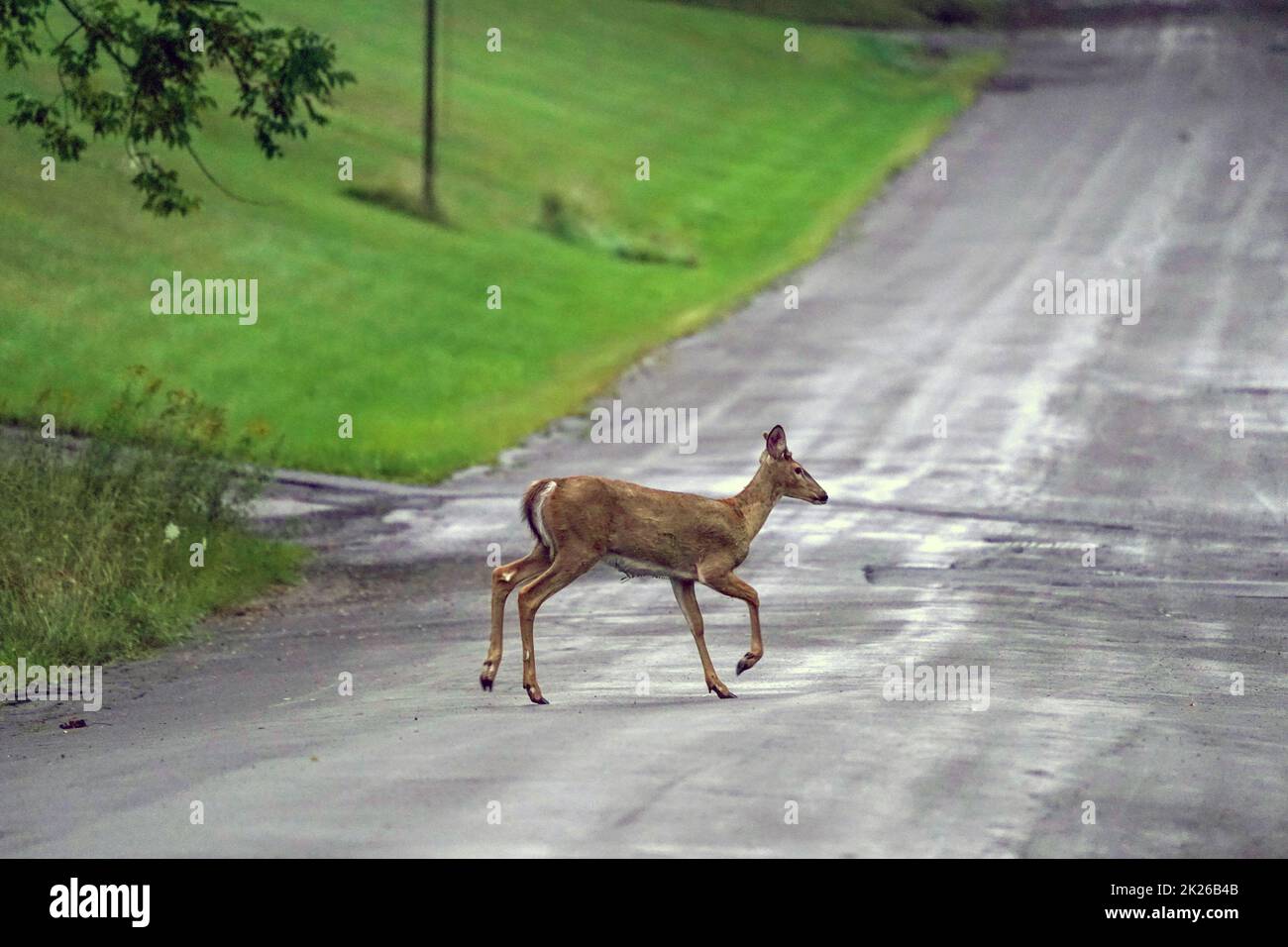 white tail deer crossing the road near the houses in new york state ...