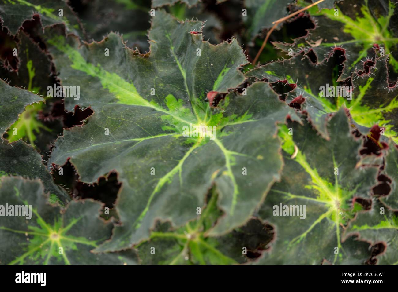 Distinctive Begonia ‘Beatrice Haddrell’, natural patterns in nature ...