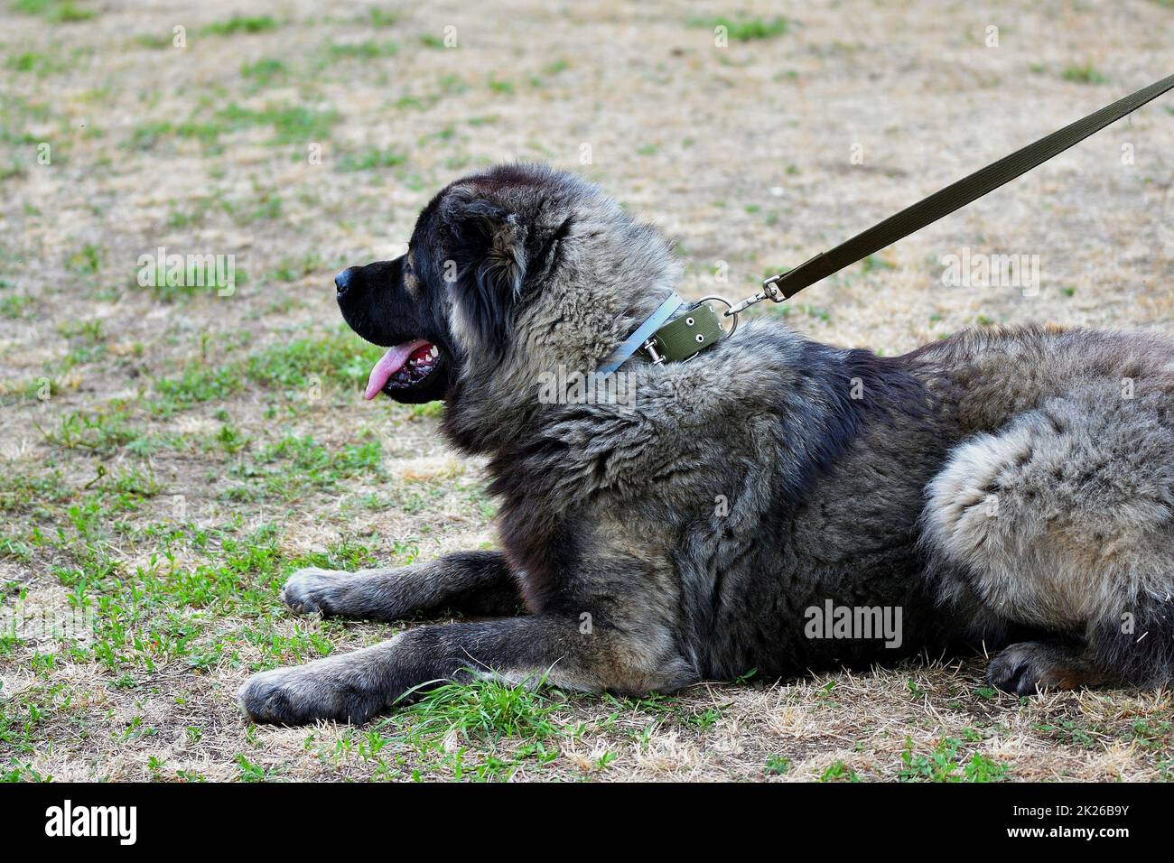 Caucasian Shepherd dog Stock Photo - Alamy