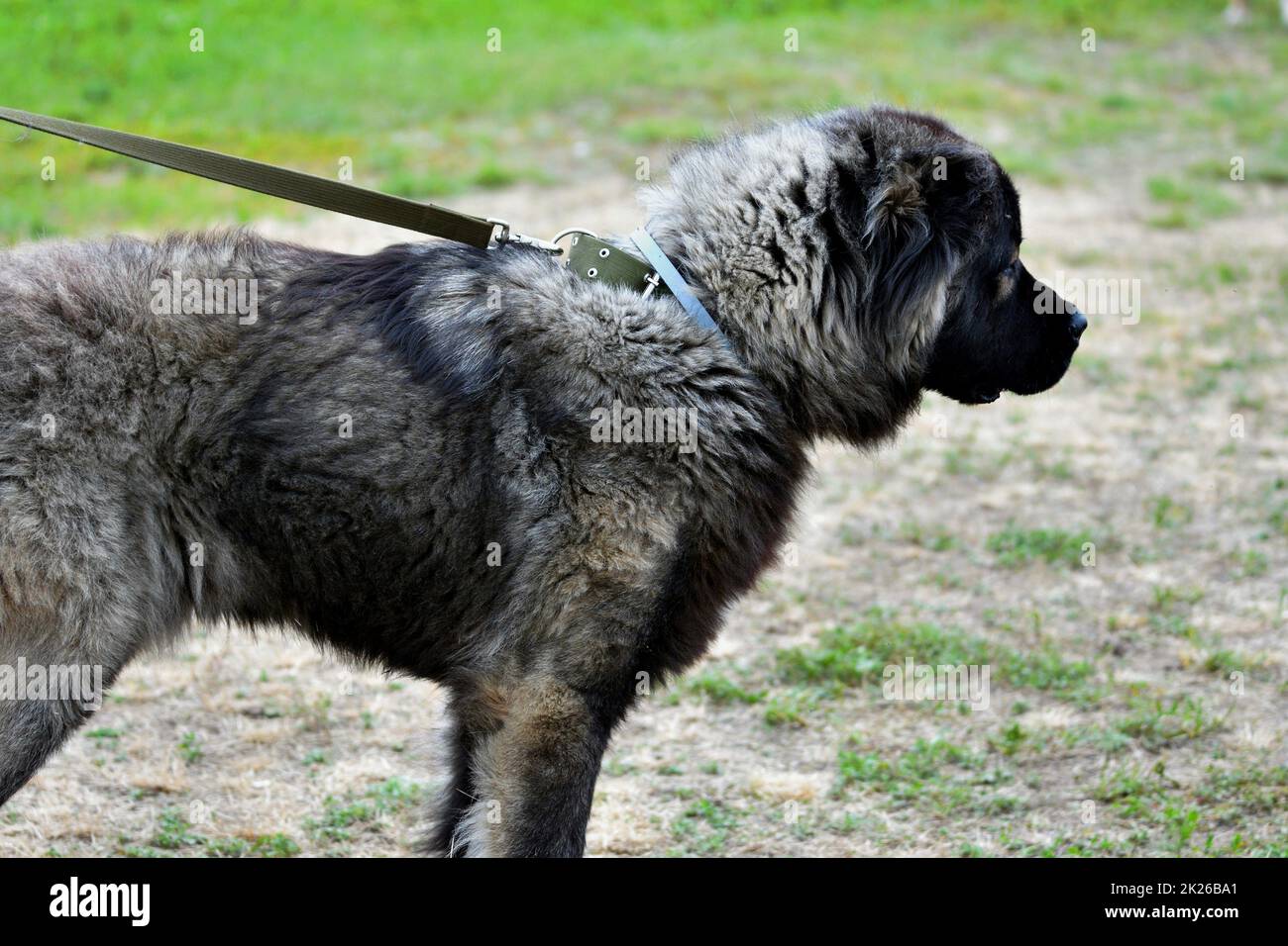 Caucasian shepherd hi-res stock photography and images - Alamy