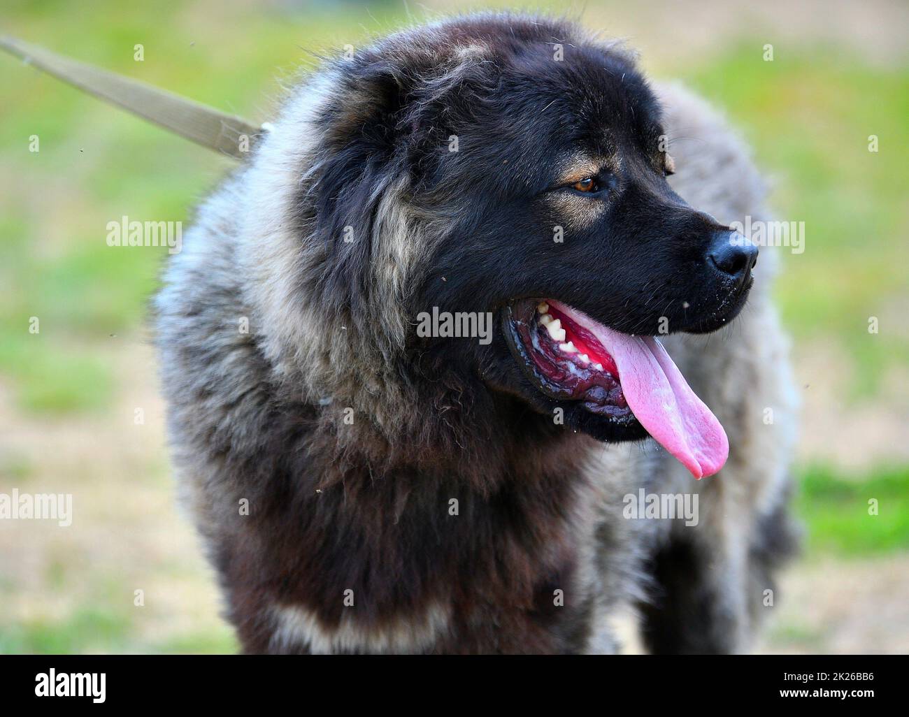 Caucasian shepherd hi-res stock photography and images - Alamy