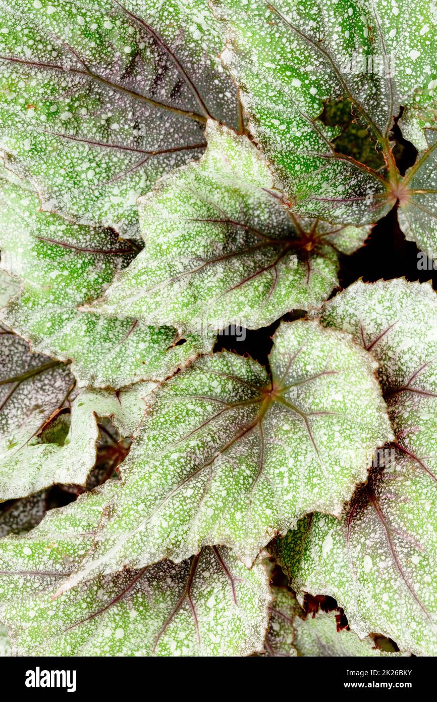 Natural close-up plant portrait of Begonia ‘Morning Dew’, highlighting ...