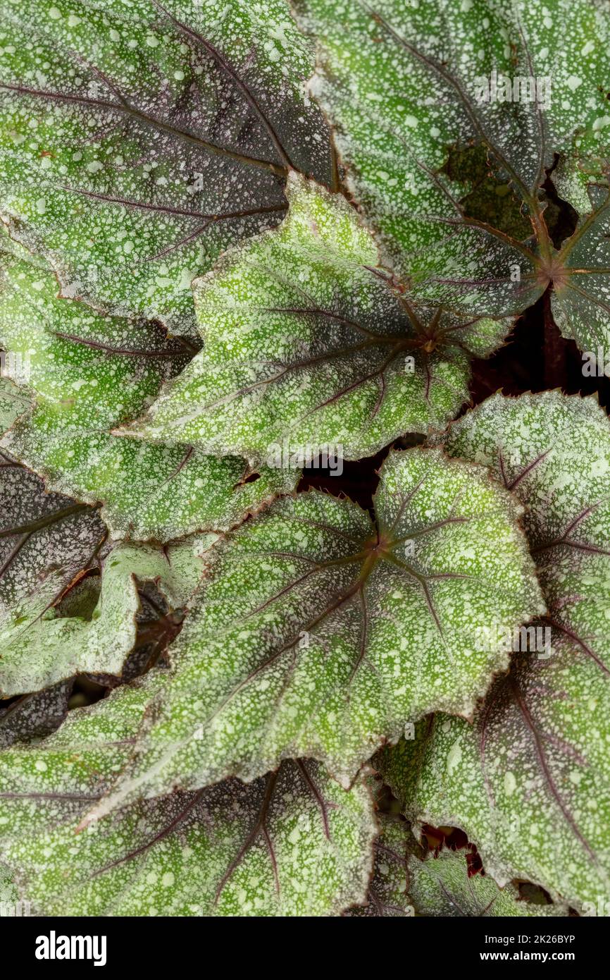 Natural close-up plant portrait of Begonia ‘Morning Dew’, highlighting ...