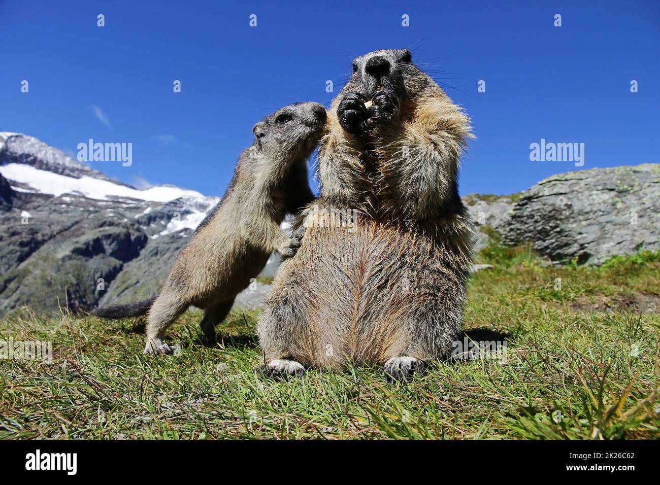 A young alpine marmot in the mountains begs for food from its mother ...