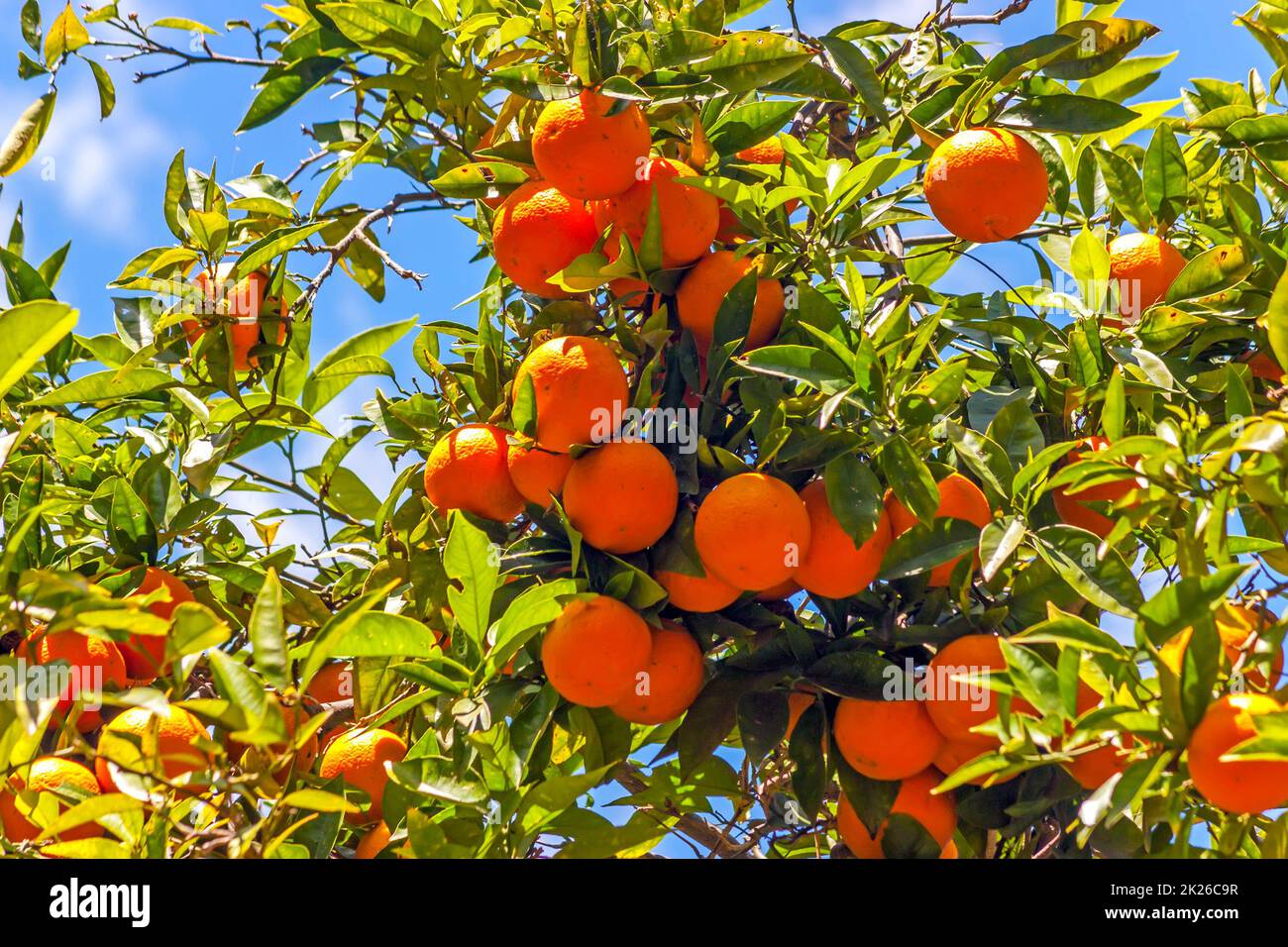 Orange tree closeup Stock Photo - Alamy