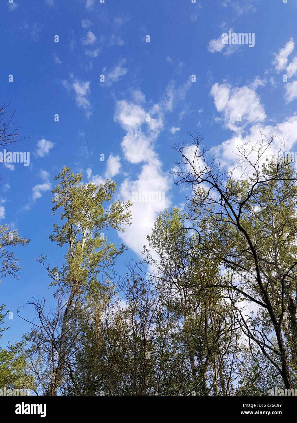 A low angle shot of green-leaved trees on a blue sky background Stock ...