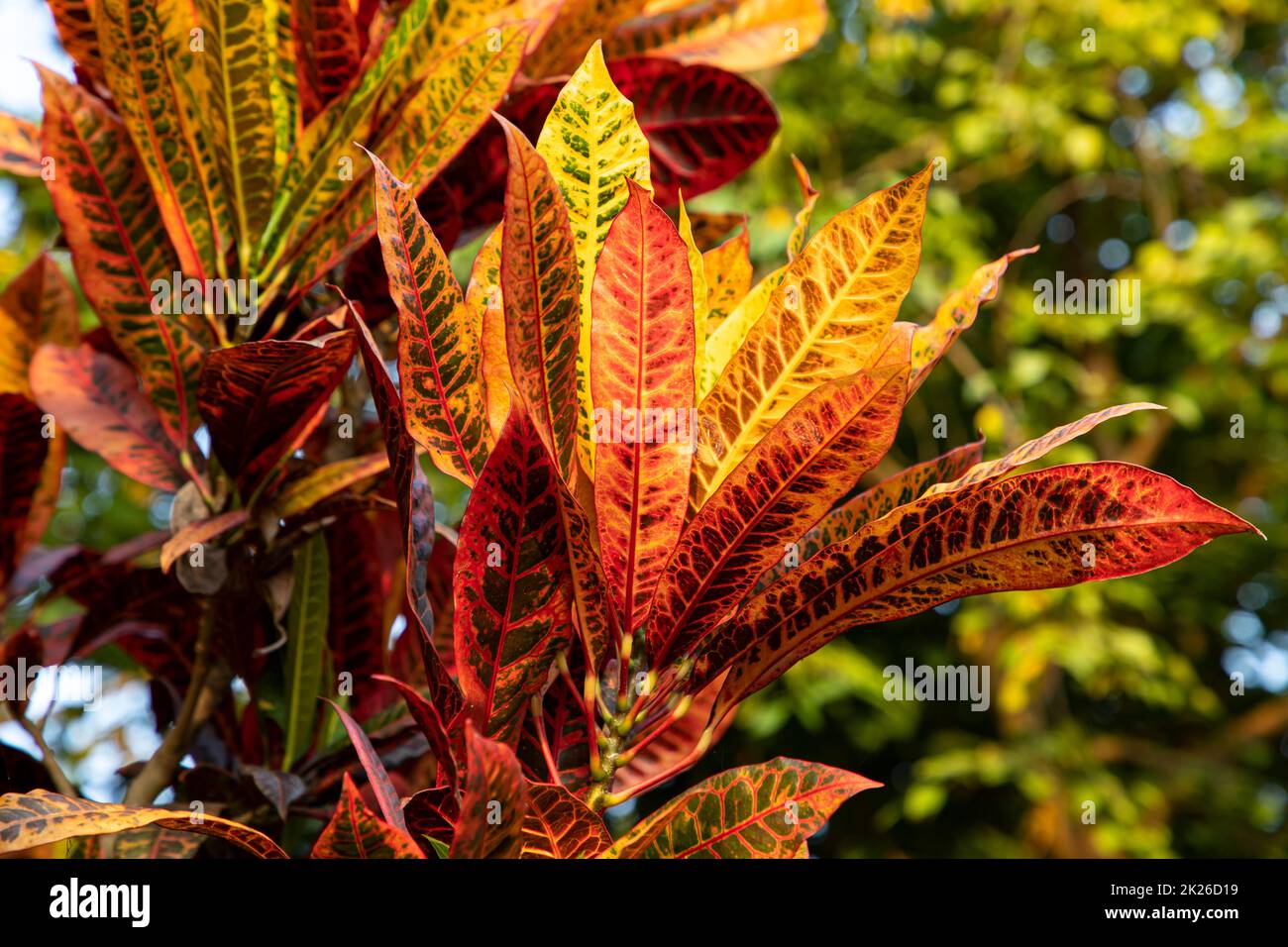 Colorful Leaf Texture Background Wallpaper Stock Photo - Alamy