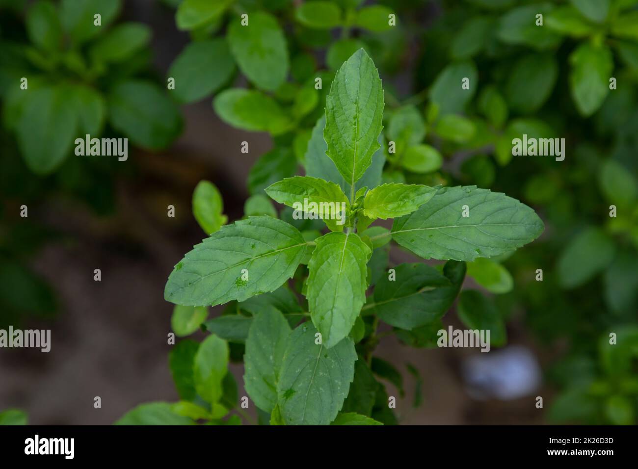 Tulsi leaves hi-res stock photography and images - Alamy
