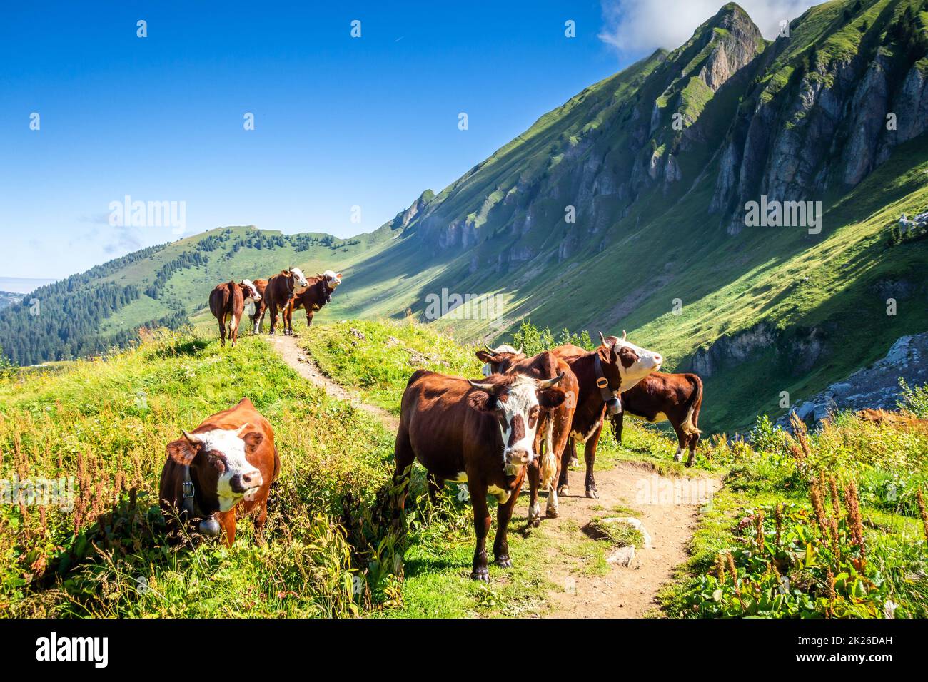 Cows in a mountain field. The Grand-Bornand, France Stock Photo - Alamy