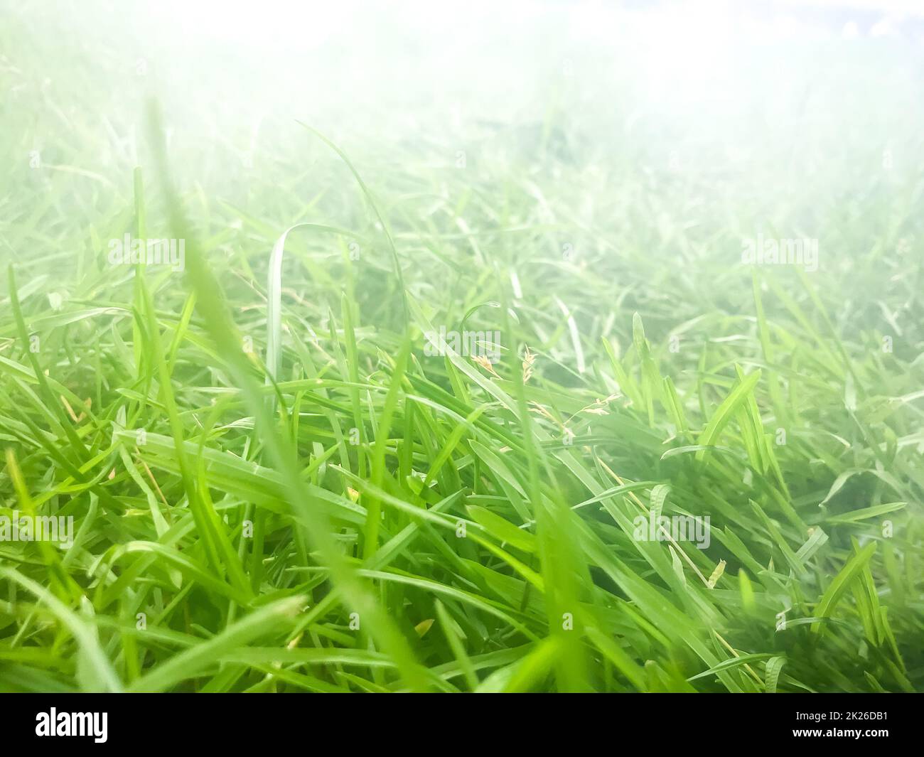Grass fog hi-res stock photography and images - Alamy