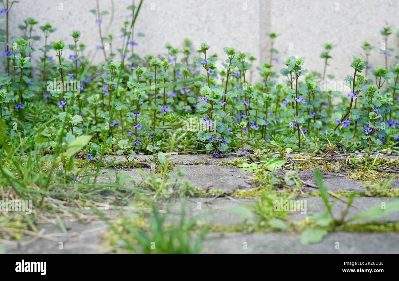 flowering ground ivy Stock Photo - Alamy