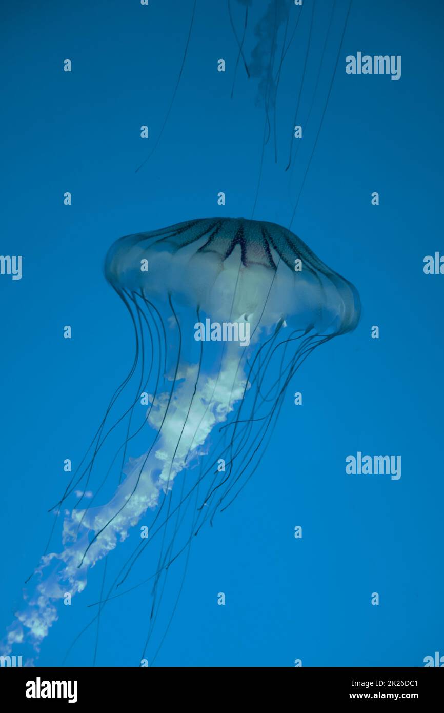 Jellyfish floating in the deep ocean Stock Photo - Alamy