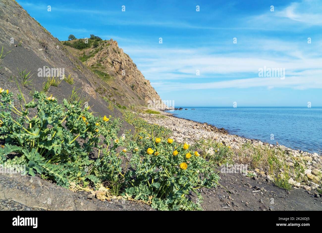 Yellow poppy flowers on the beach. Choban-kule. Crimea Stock Photo - Alamy