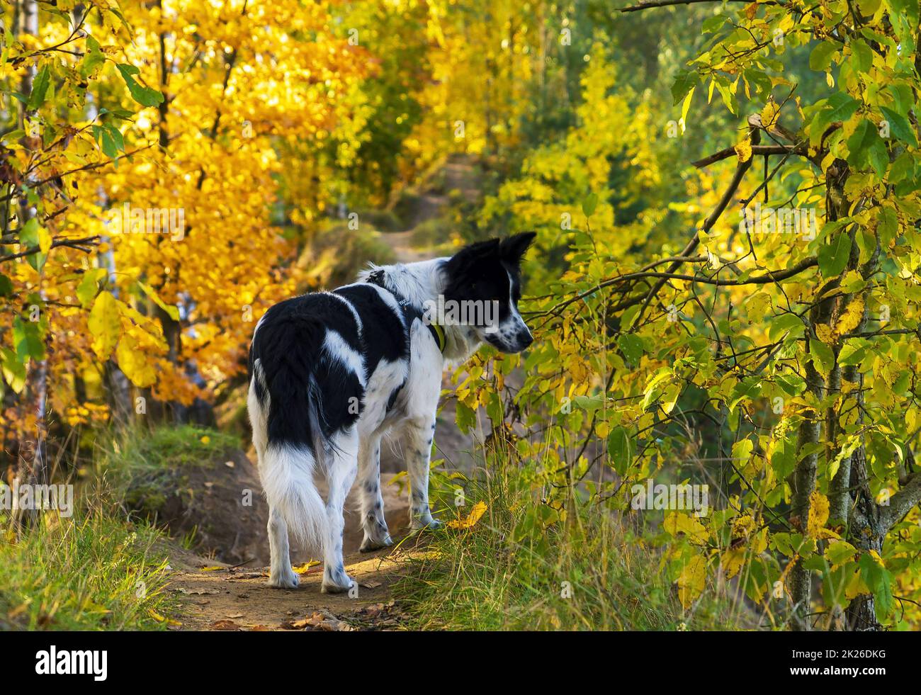 The dog looks around on a walk in the autumn forest . Leningrad region ...