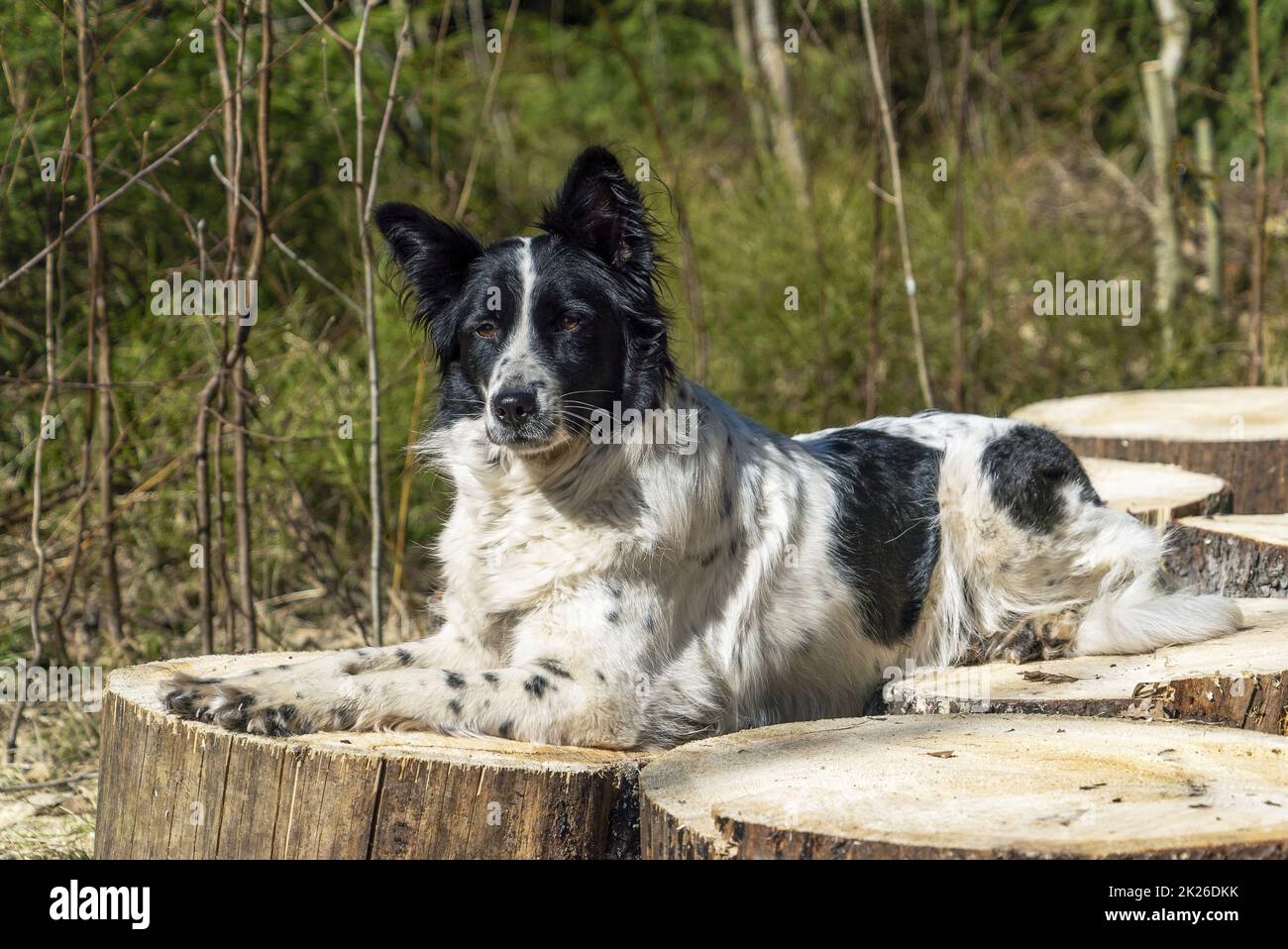 The border Collie dog is lying on the cut stumps Stock Photo - Alamy