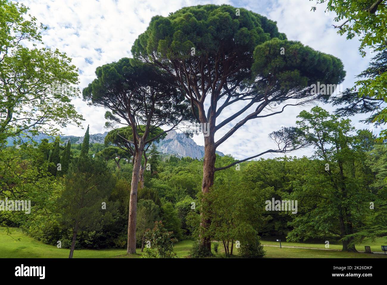 Italian pine trees on the background of Ai - Petri mountain.Vorontsov ...