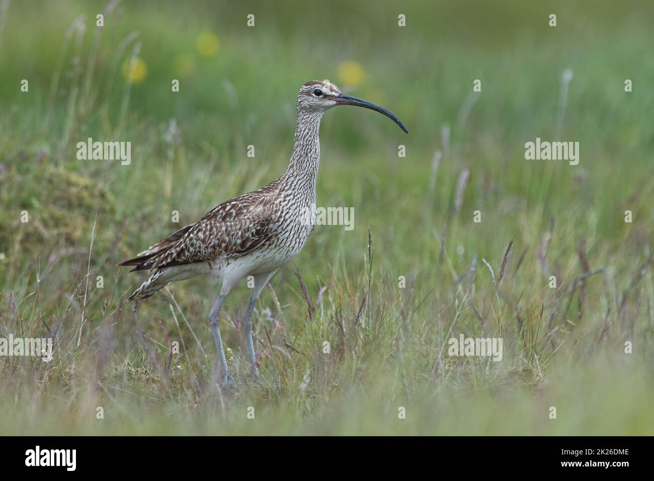 Curled beak hi-res stock photography and images - Alamy