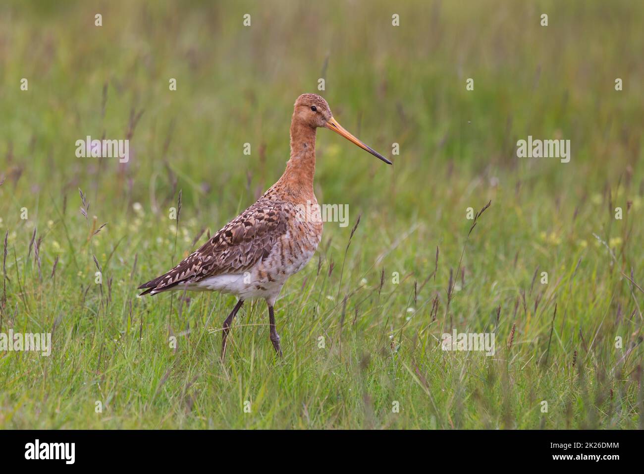 Tall standing bird hi-res stock photography and images - Alamy