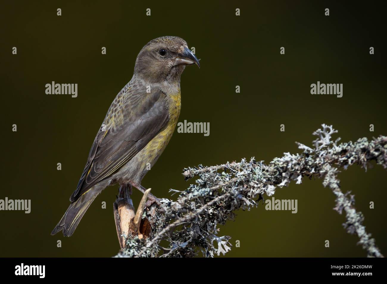 Female red crossbill hi-res stock photography and images - Alamy