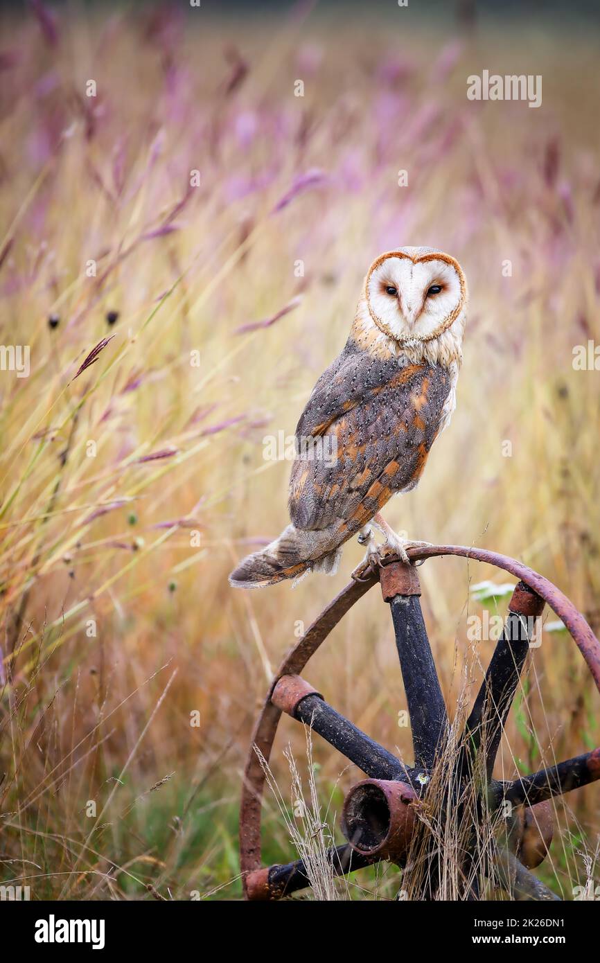 Wise barn owl sitting on a carriage wheel in urban natural environment ...