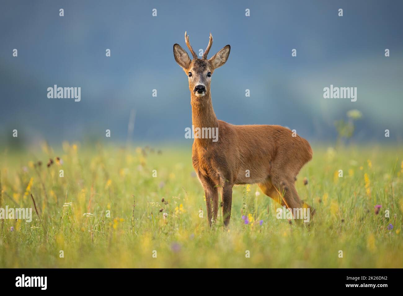 Alert roe deer buck looking into camera on a summer meadow with ...