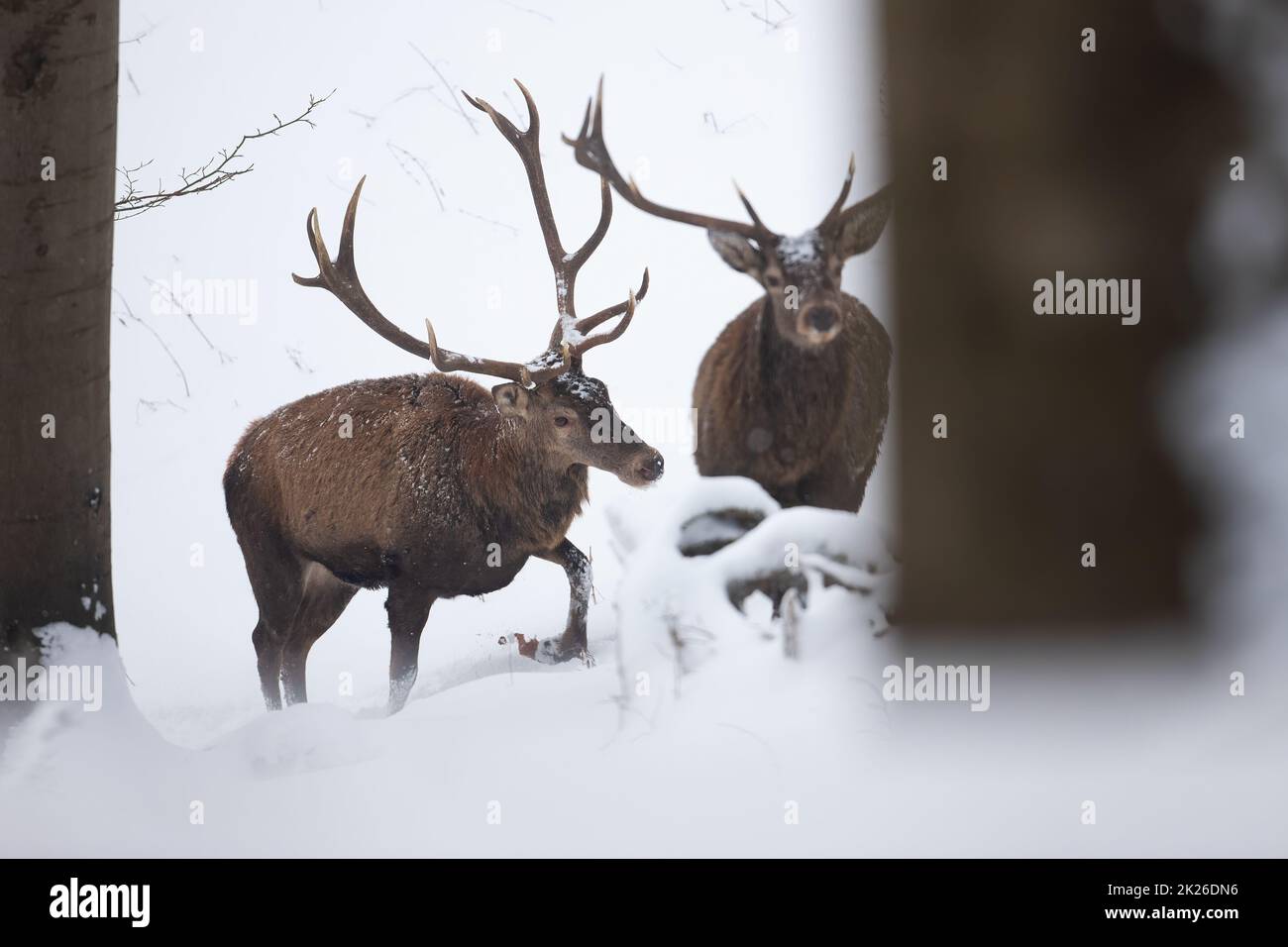 Walking through snowy forest hi-res stock photography and images - Alamy