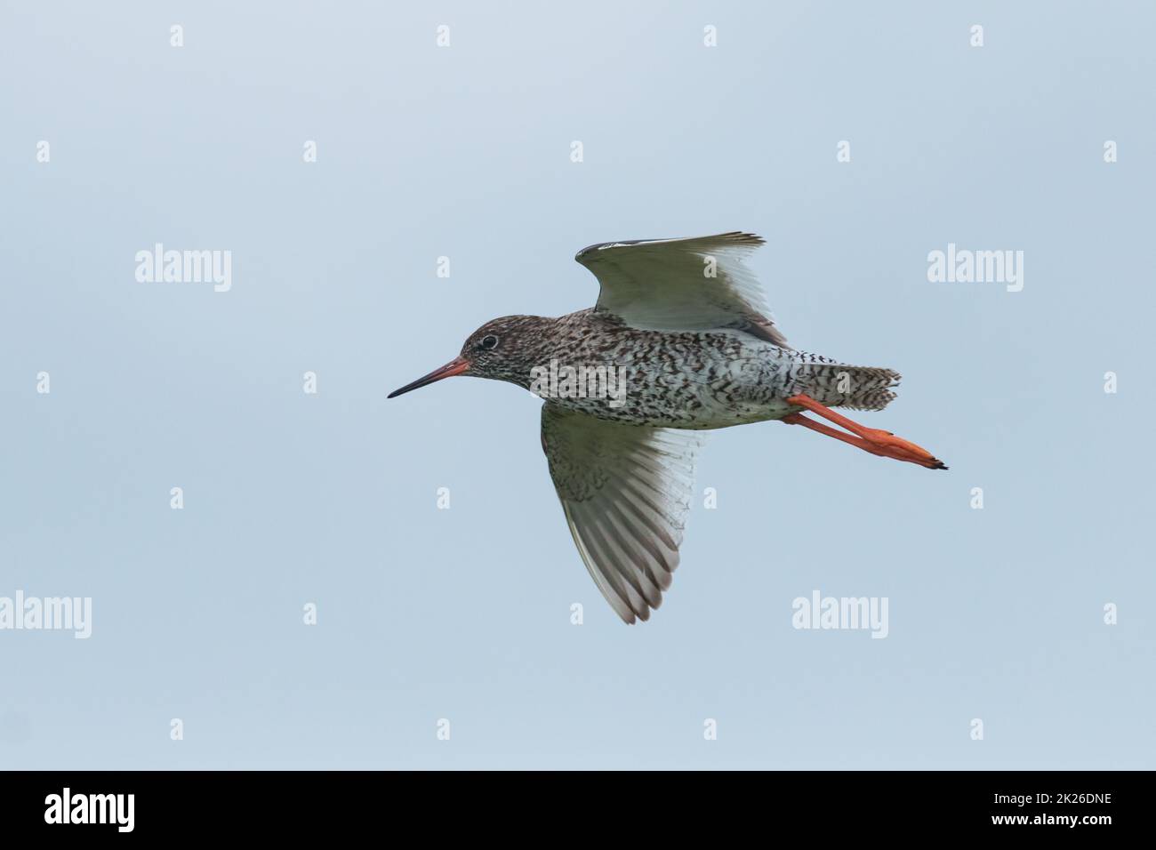 Common redshank, Tringa totanus, in flight Stock Photo - Alamy