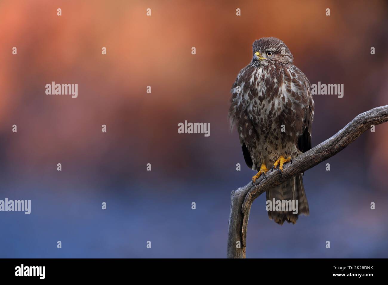 Wild common buzzard sitting on a branch in winter with clean blurred ...