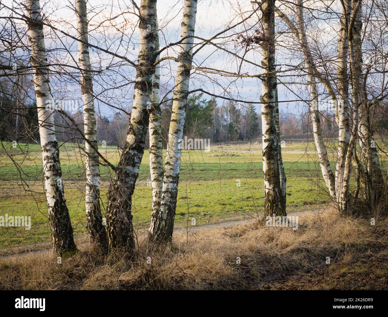 birch trees at waldviertel austria Stock Photo - Alamy