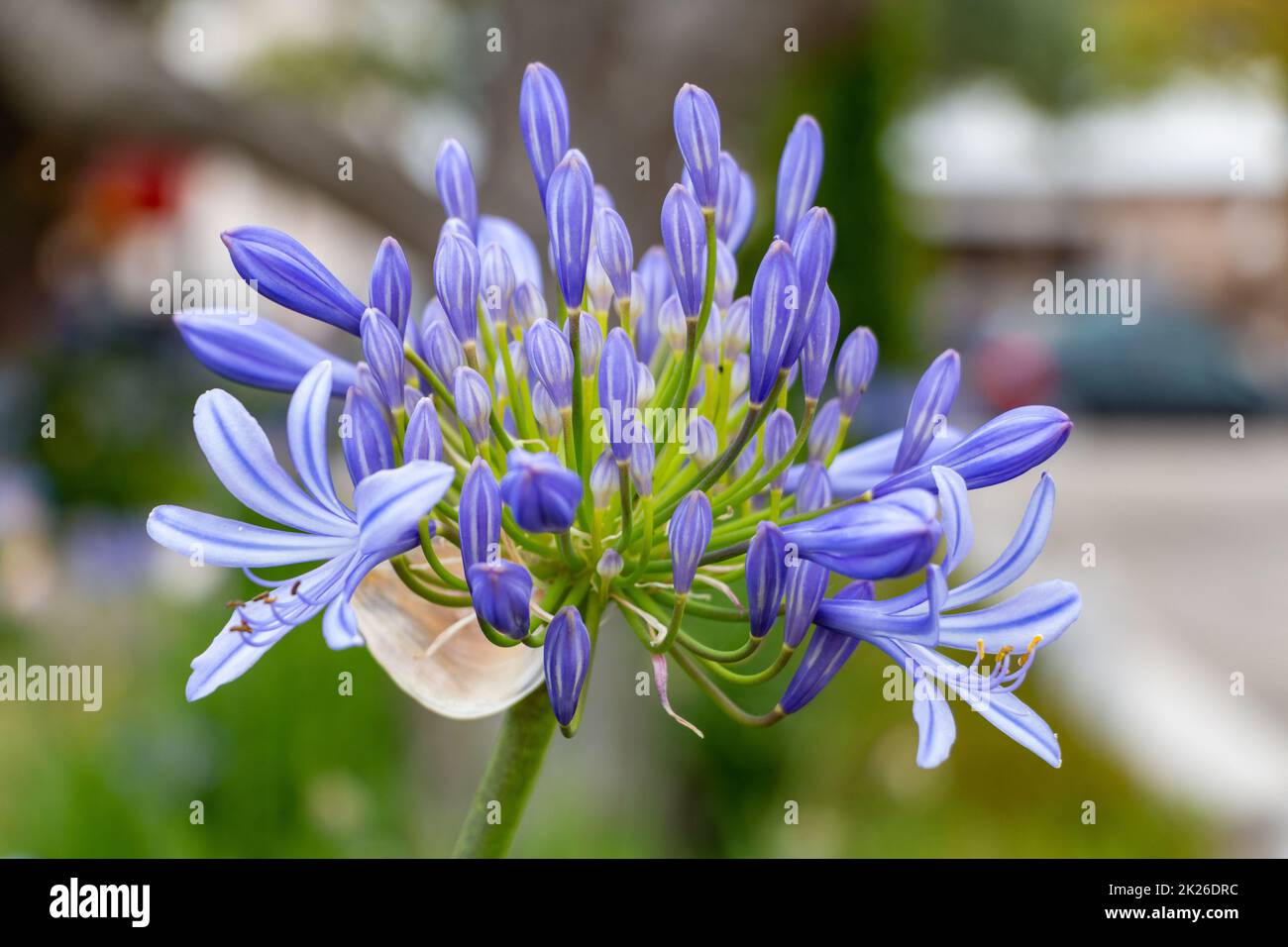Blue lily hi-res stock photography and images - Alamy