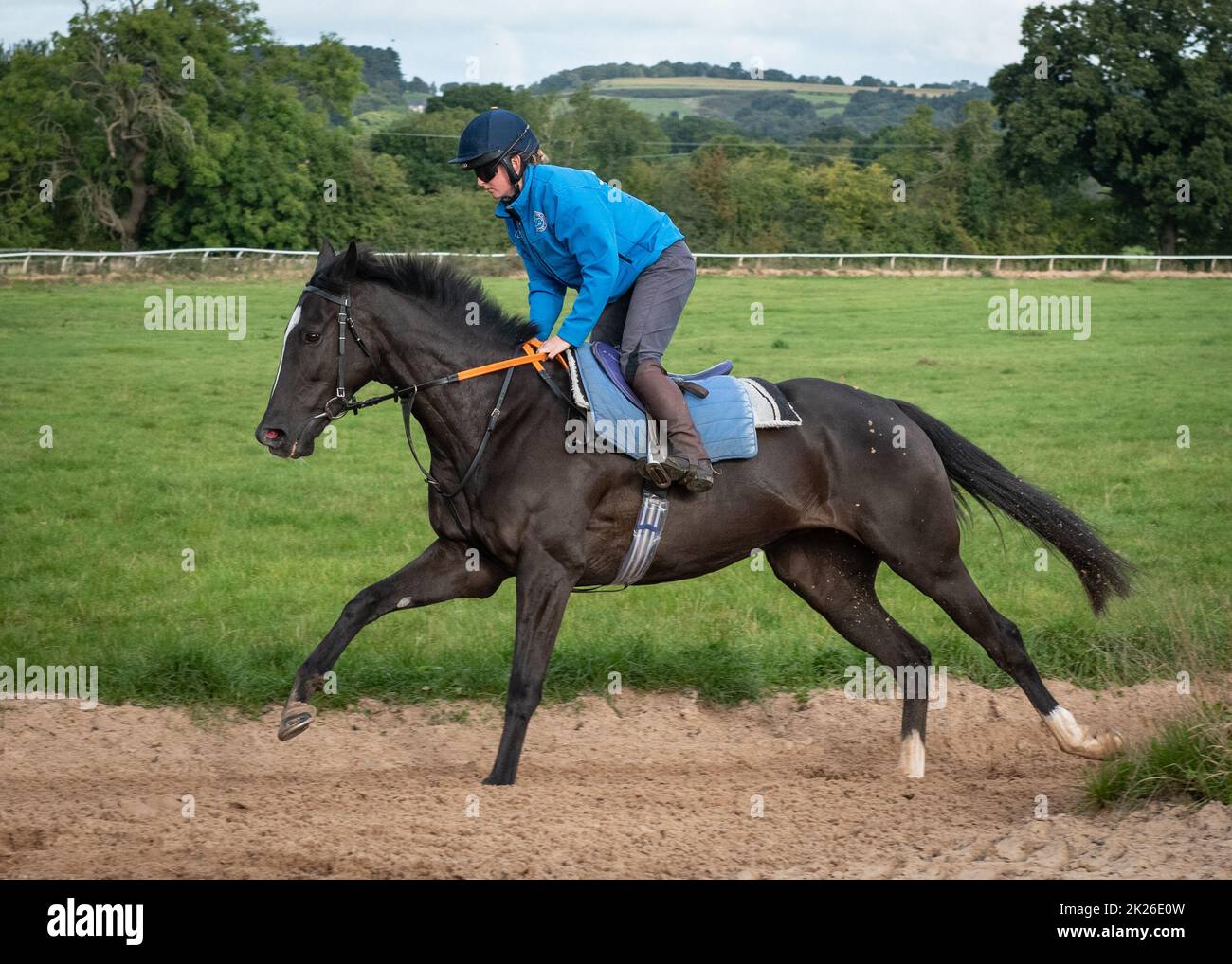 Donald mccain horse hi-res stock photography and images - Alamy