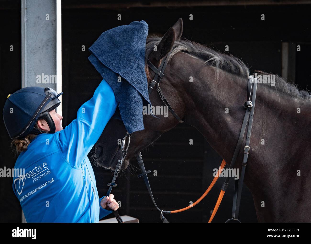 Donald mccain horse hi-res stock photography and images - Alamy