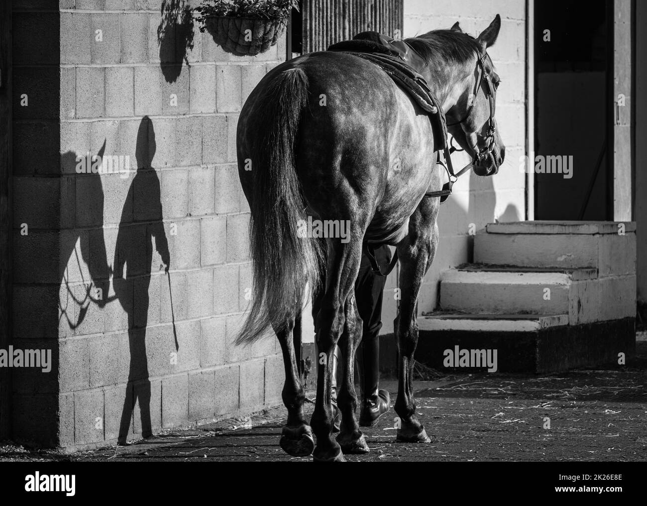 Donald mccain horse hi-res stock photography and images - Alamy