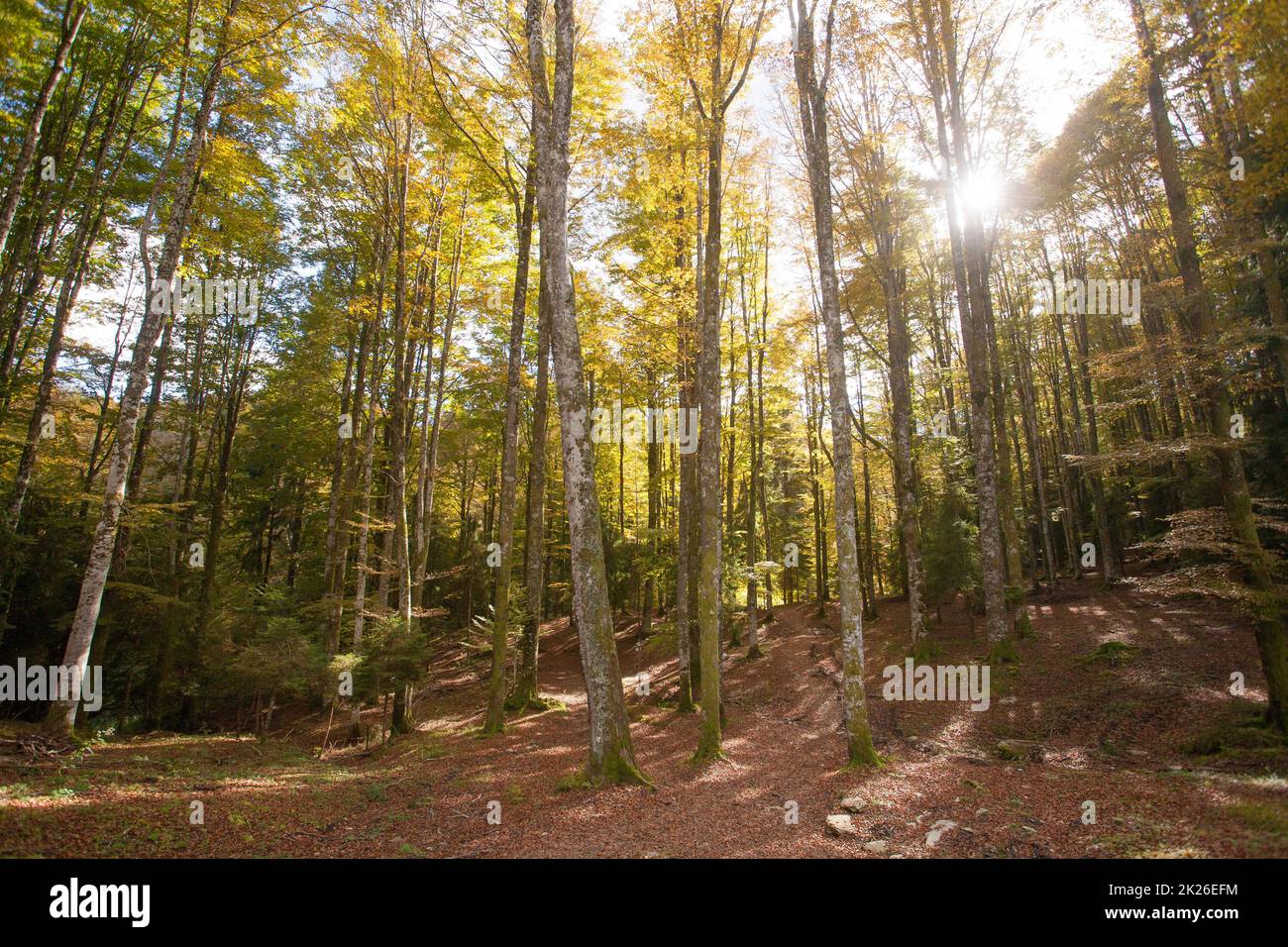 Cansiglio woodland autumn view. Nature landscape Stock Photo - Alamy