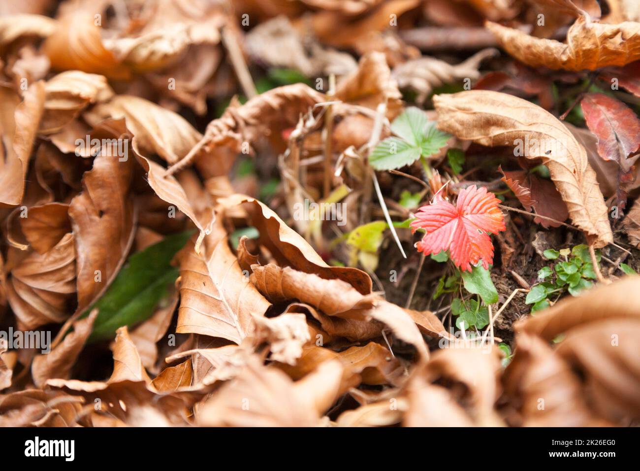 Minimal nature background. Autumn colors on dry leaves Stock Photo - Alamy