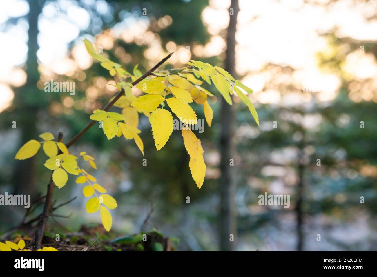 Yellow leaves on woodland background. Nature minimal landscape Stock ...