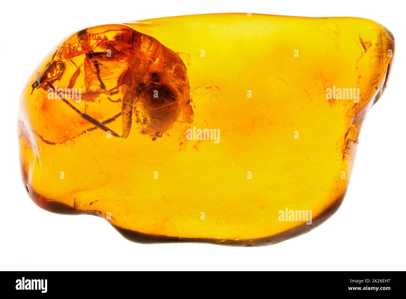 Spider inclusion in natural amber. Macro photography Stock Photo - Alamy