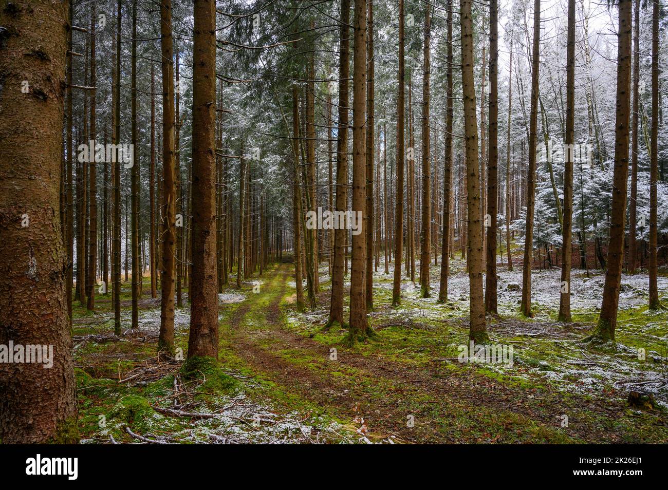 Forest in the foothills of the Alps Stock Photo - Alamy