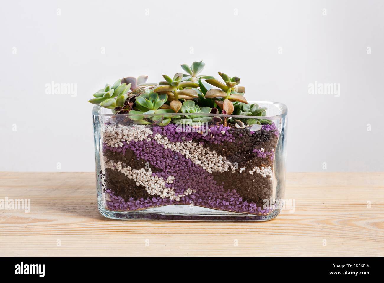 How to make a terrarium garden hi-res stock photography and images - Alamy
