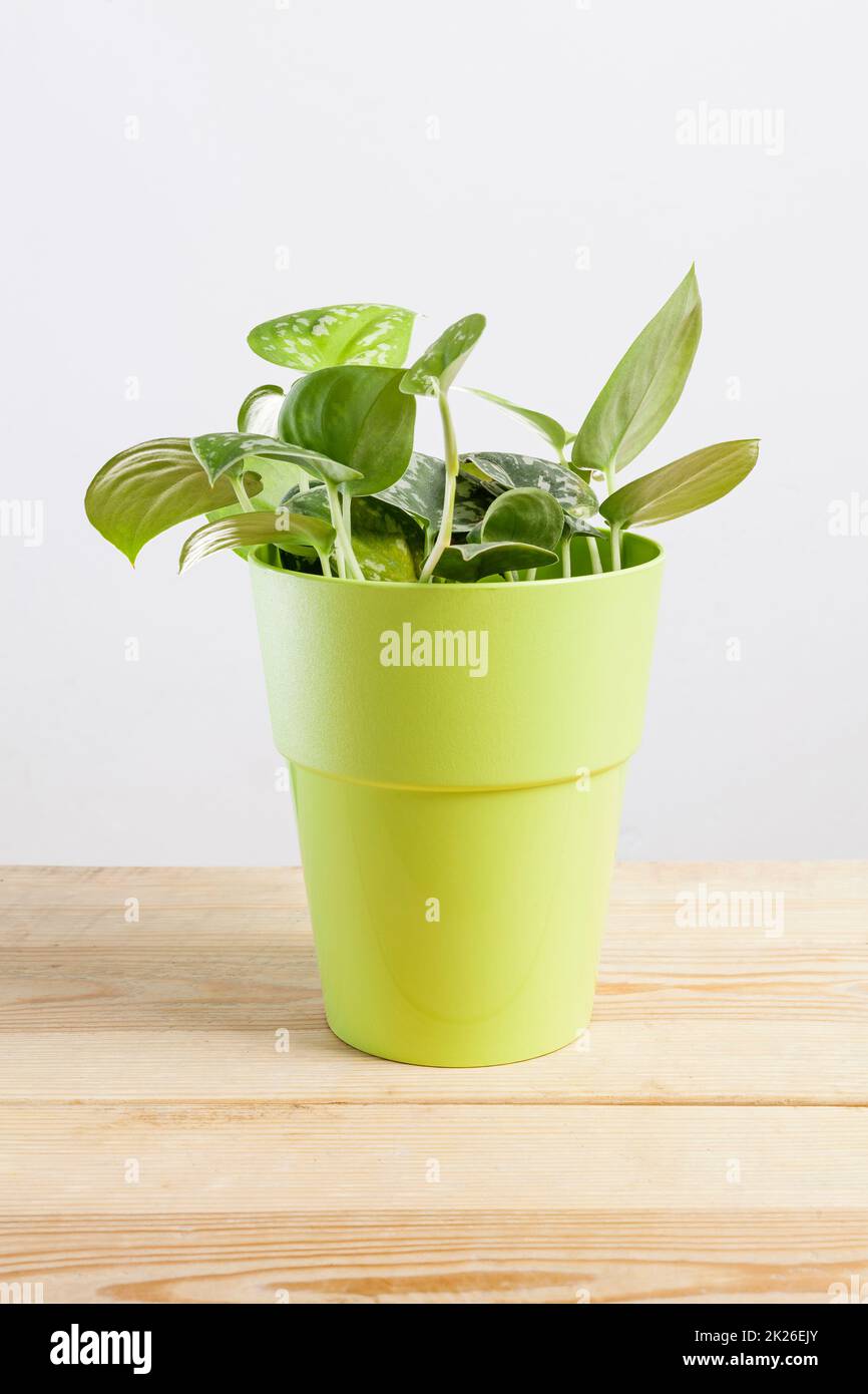 Scindapsus pictus plant in flower pot on wooden table Stock Photo - Alamy