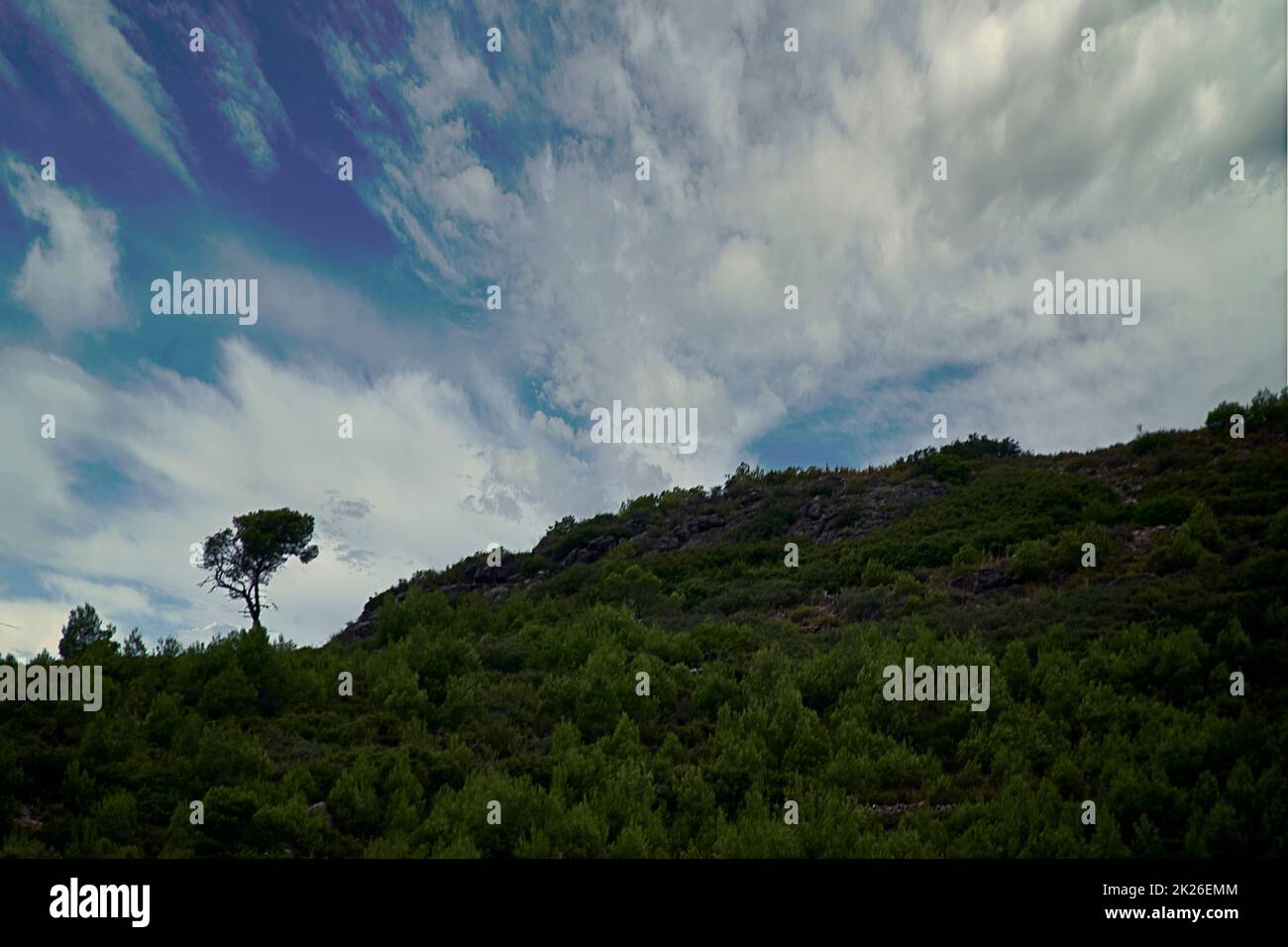 Lone tree on the mountain surrounded by bushes Stock Photo - Alamy
