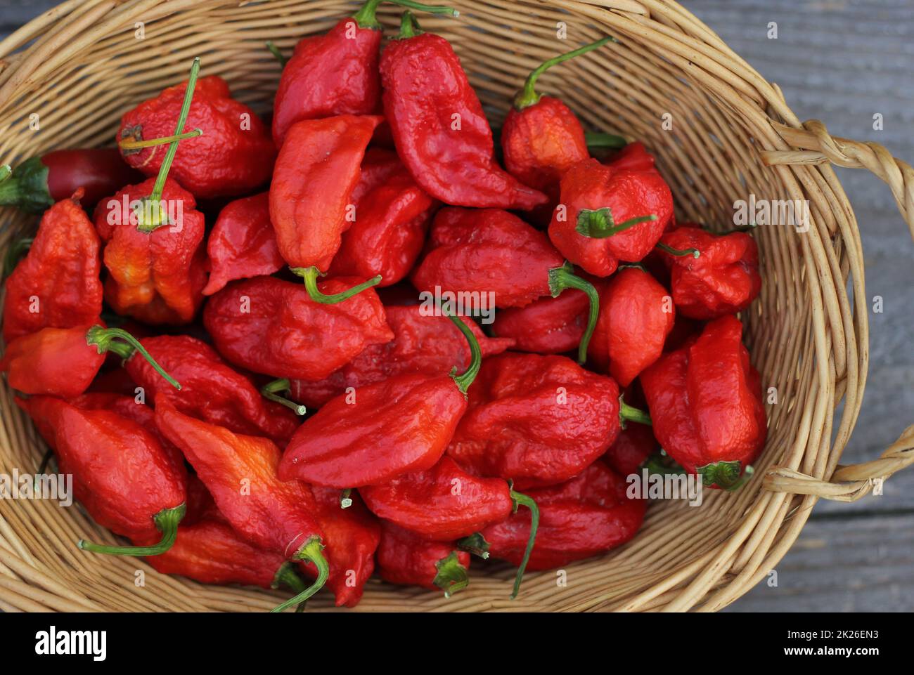 Basket of Fresh Bhut Jolokia Ghost Chili Peppers at rural farmers ...