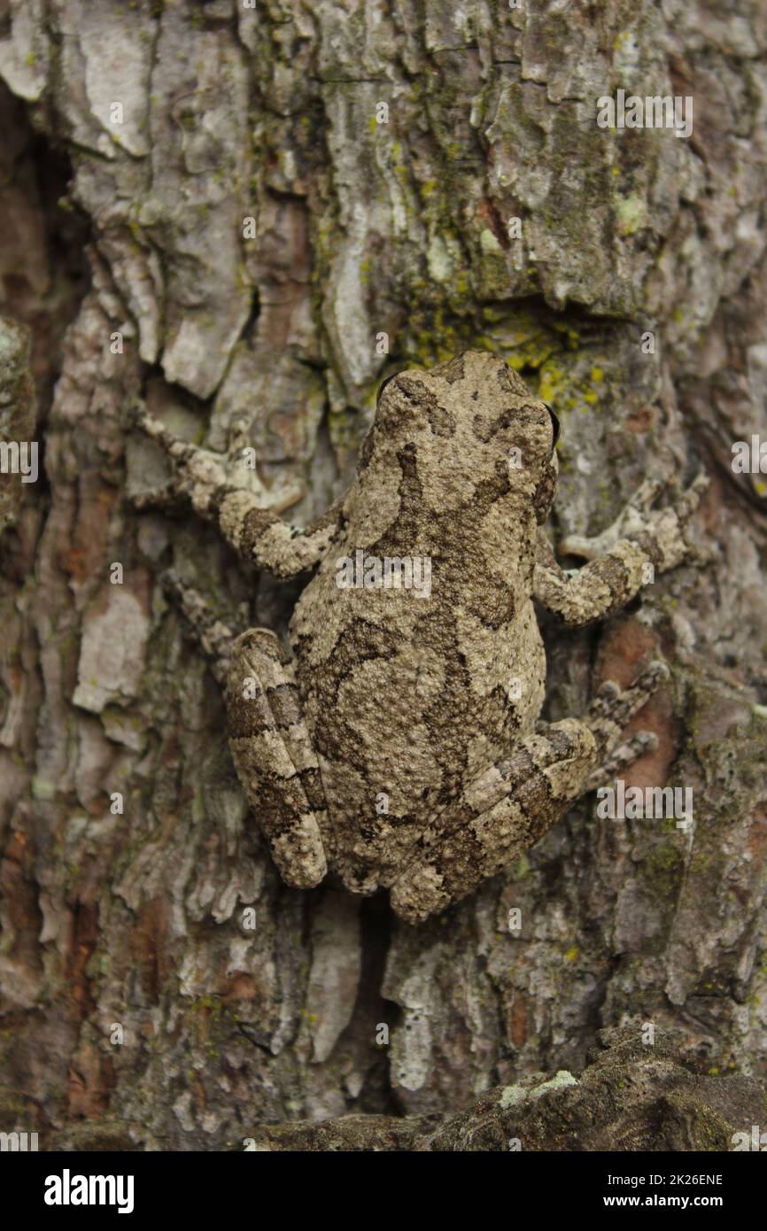 Gray Tree Frog Hyla chrysoscelis on pine tree in Eastern Texas Stock ...