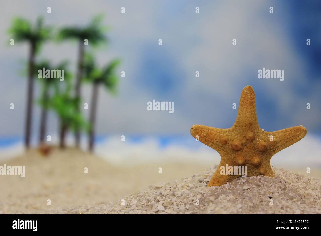 Sea Shell on Beach With Palm Trees in Background Stock Photo - Alamy
